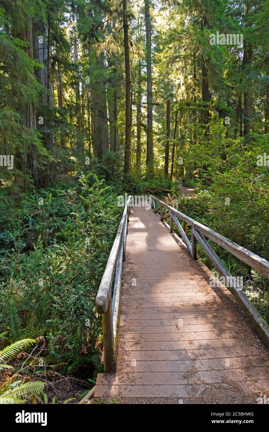 California coastal redwoods hi-res stock photography and images - Alamy