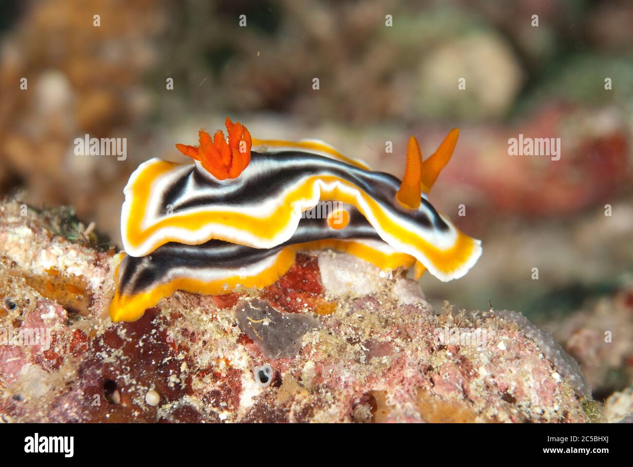 Magnificent Chromodoris Nudibranch, Chromodoris magnifica, Barracuda ...