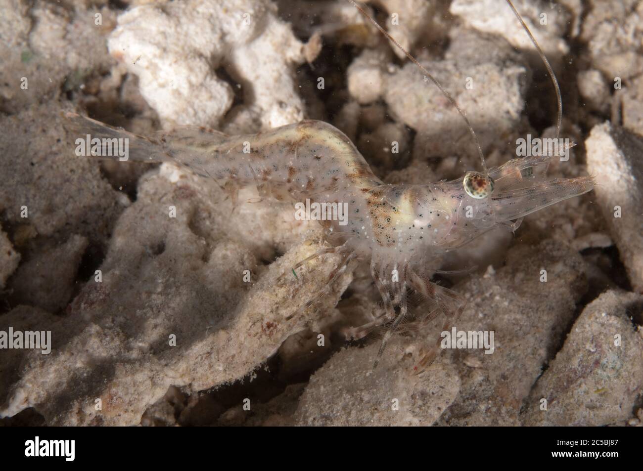 Long Arm Prawn, Heteropenaeus longimanus, night dive, Paradise II dive ...