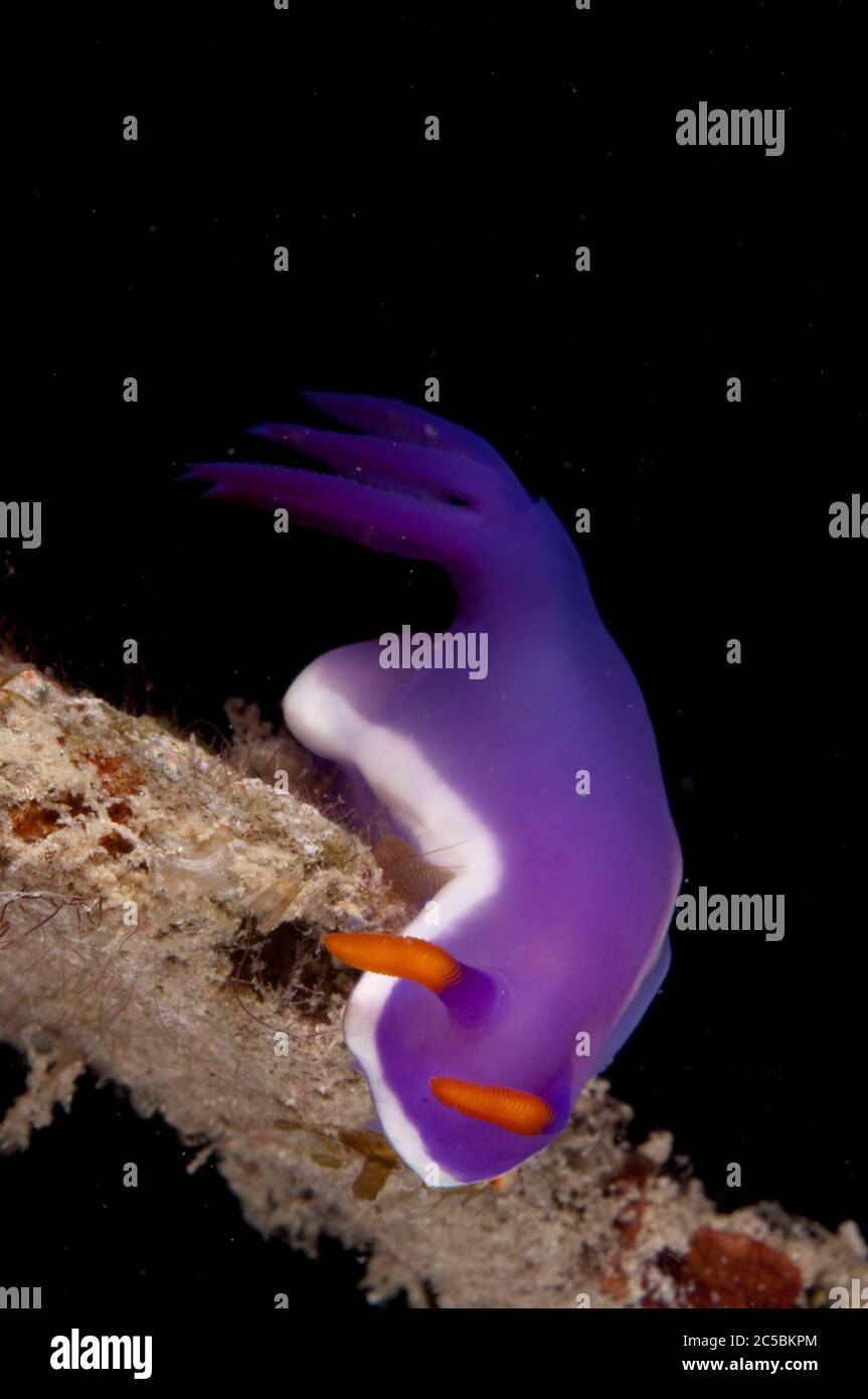 Royal hypselodoris nudibranch hi-res stock photography and images - Alamy