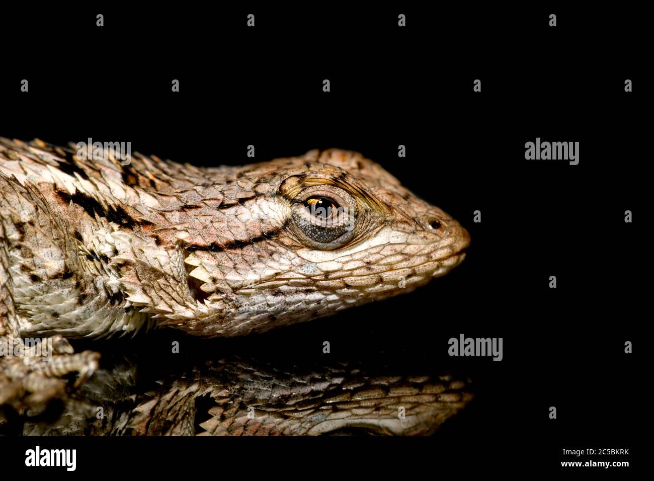 Texas spiny lizard (Sceloporus olivaceus) On black close-up side view ...