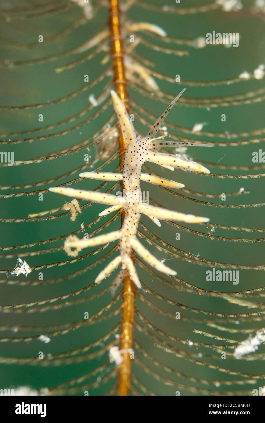 Eubranchus Nudibranch, Eubranchus sp, on hydroid, New Lobster Lair dive ...