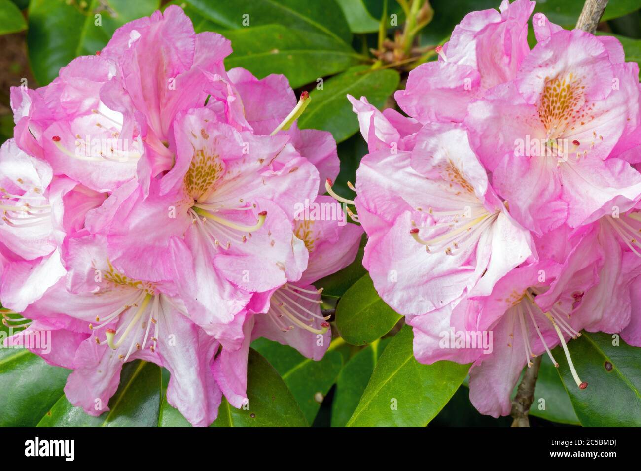 Beautiful garden azaleas hi-res stock photography and images - Alamy