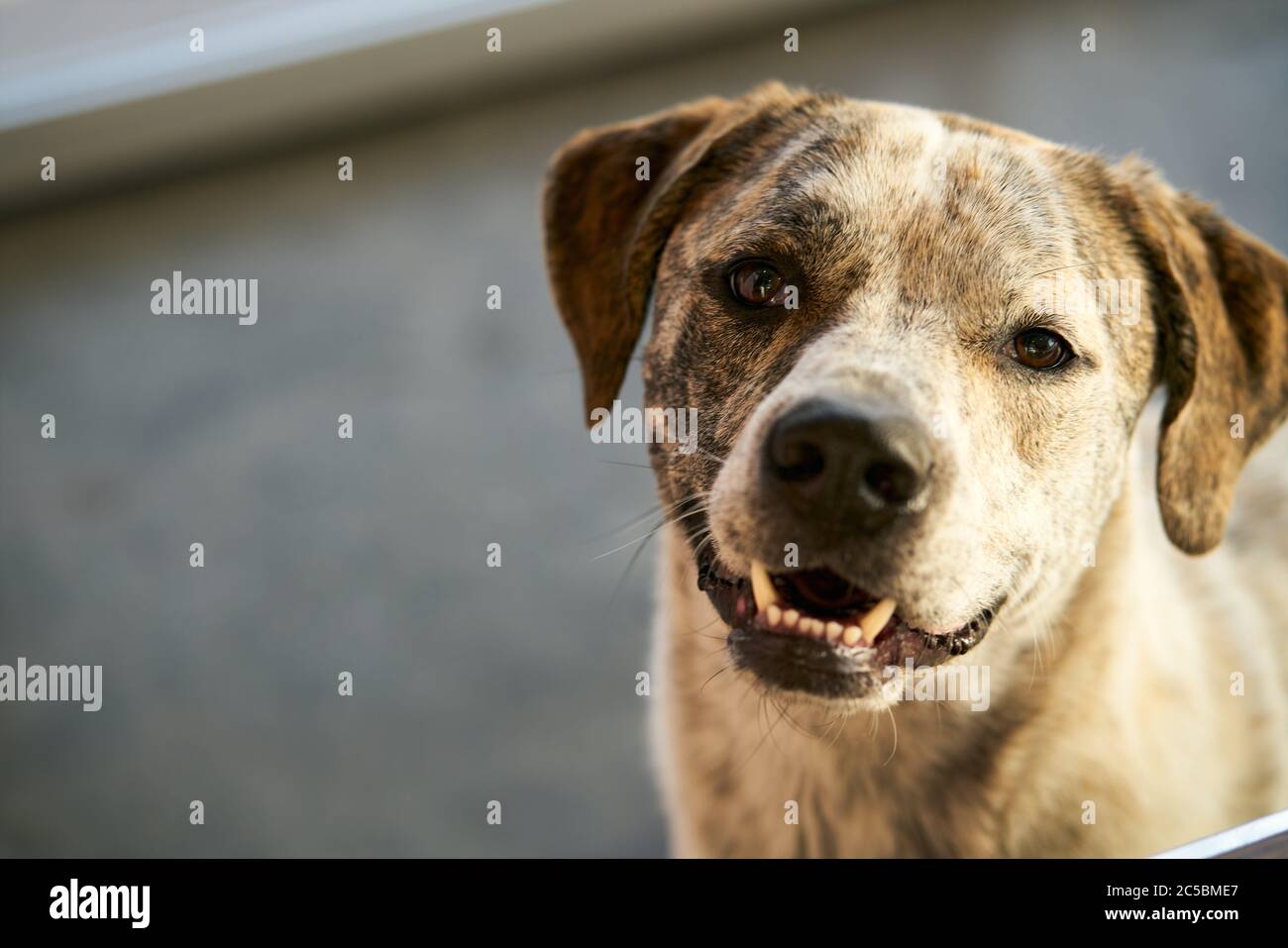 Dog looking at camera with space for copy Stock Photo - Alamy