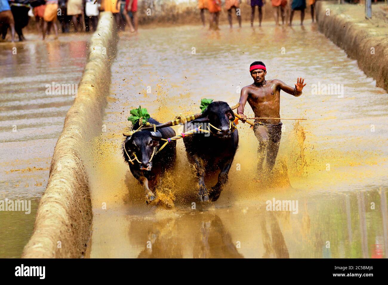 Kambala High Resolution Stock Photography and Images - Alamy