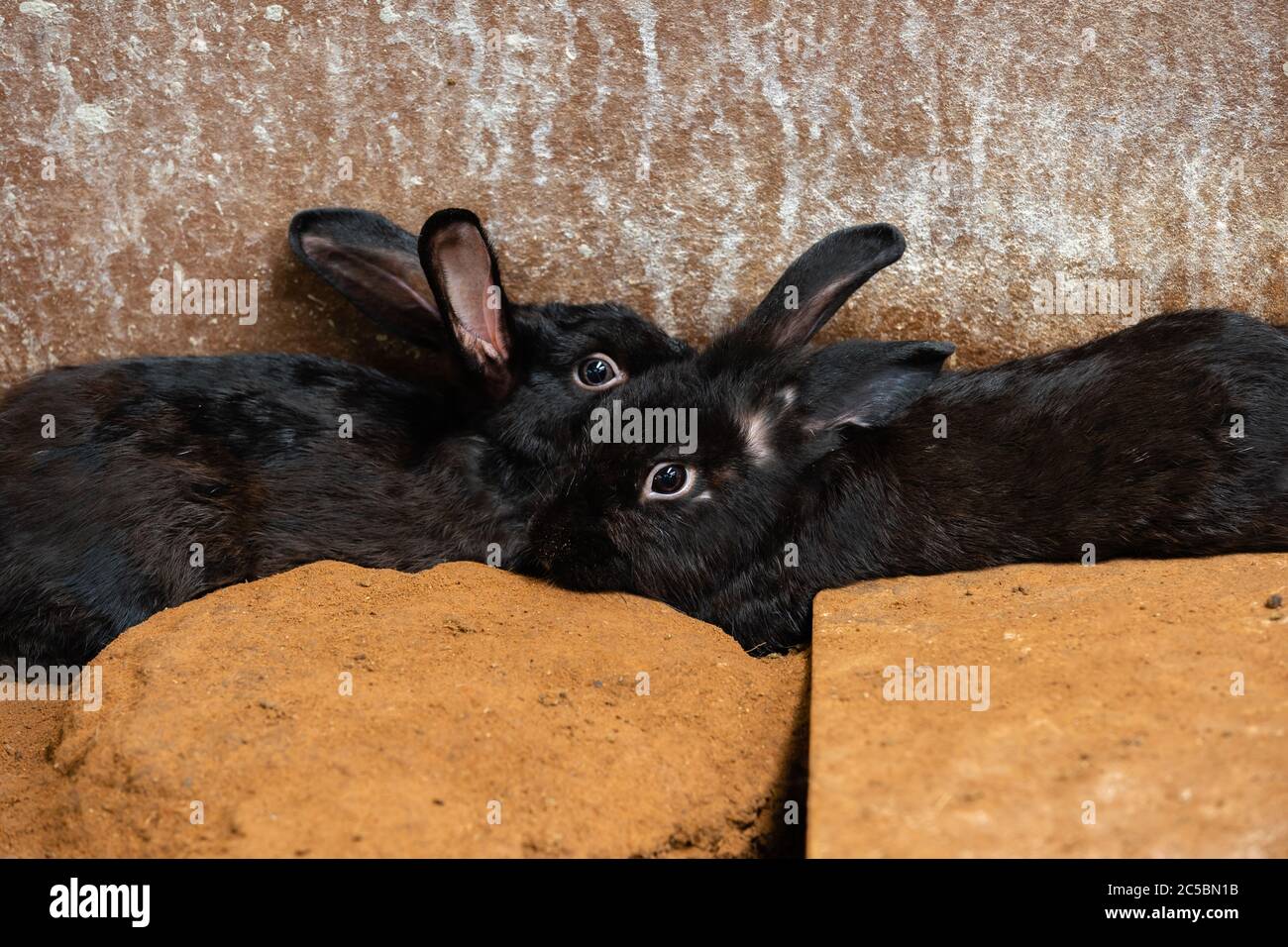 Hare couple hi-res stock photography and images - Alamy