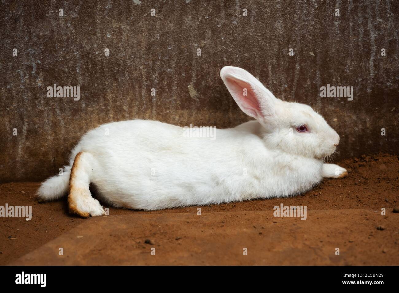 white Rabbit or Bunny or Hare resting on the ground Stock Photo - Alamy