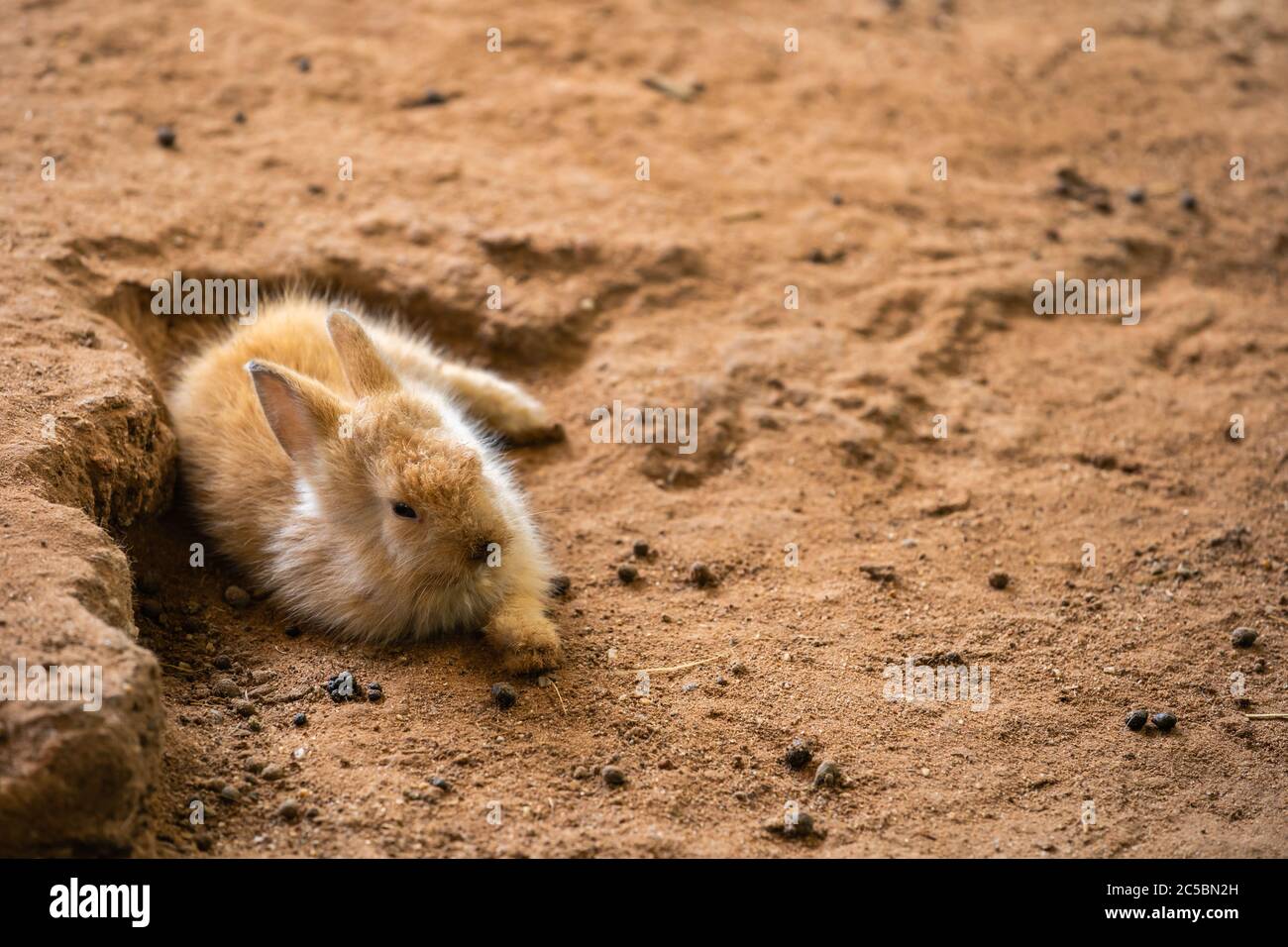 Brown bunny rabbit outside one hi-res stock photography and images - Alamy