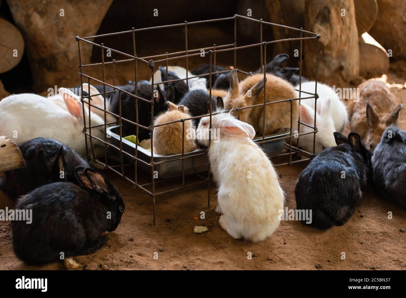 Rabbit group carrot hi-res stock photography and images - Alamy