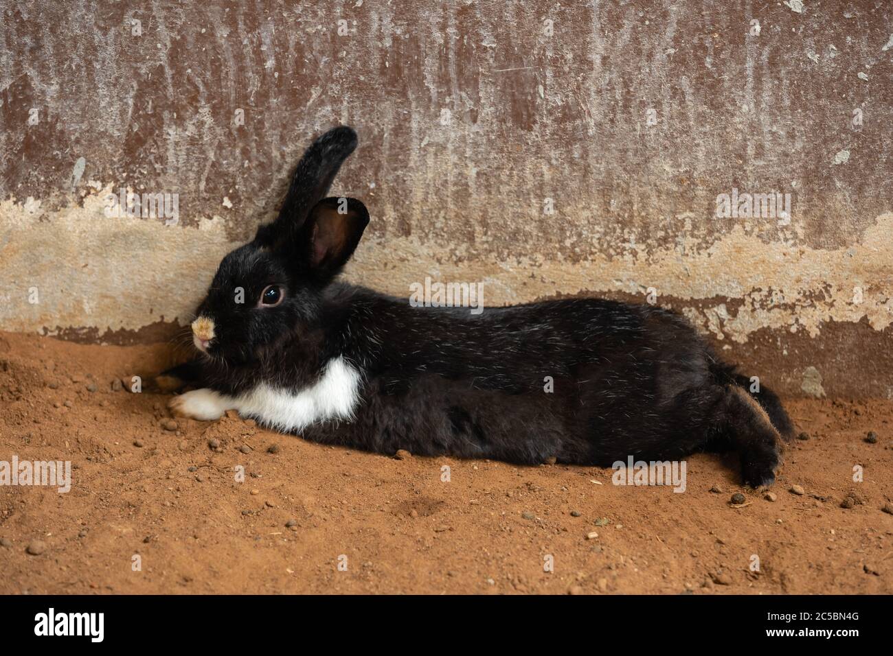 Rabbit resting hi-res stock photography and images - Alamy