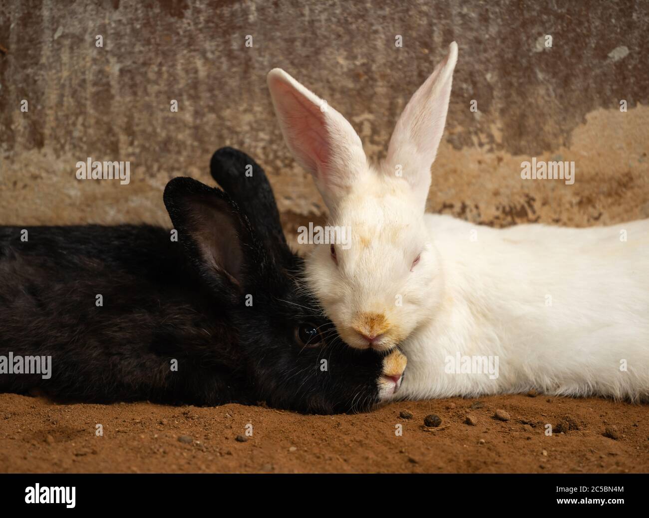 White rabbit on ground hi-res stock photography and images - Alamy