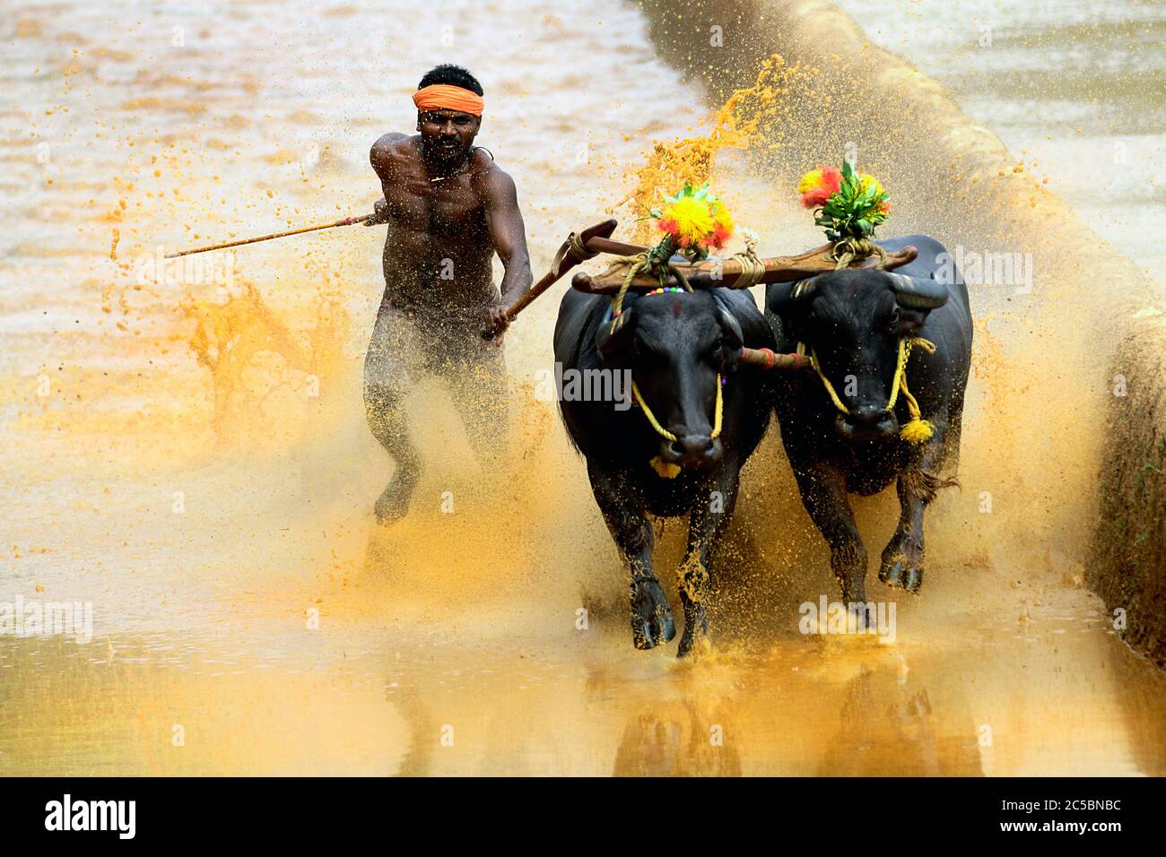 Indian Buffallo High Resolution Stock Photography and Images - Alamy