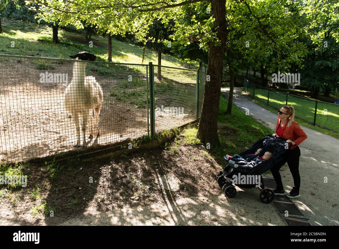 Happy Young Mother With Babies in Buggy Walking in Zoo Park Stock Photo ...