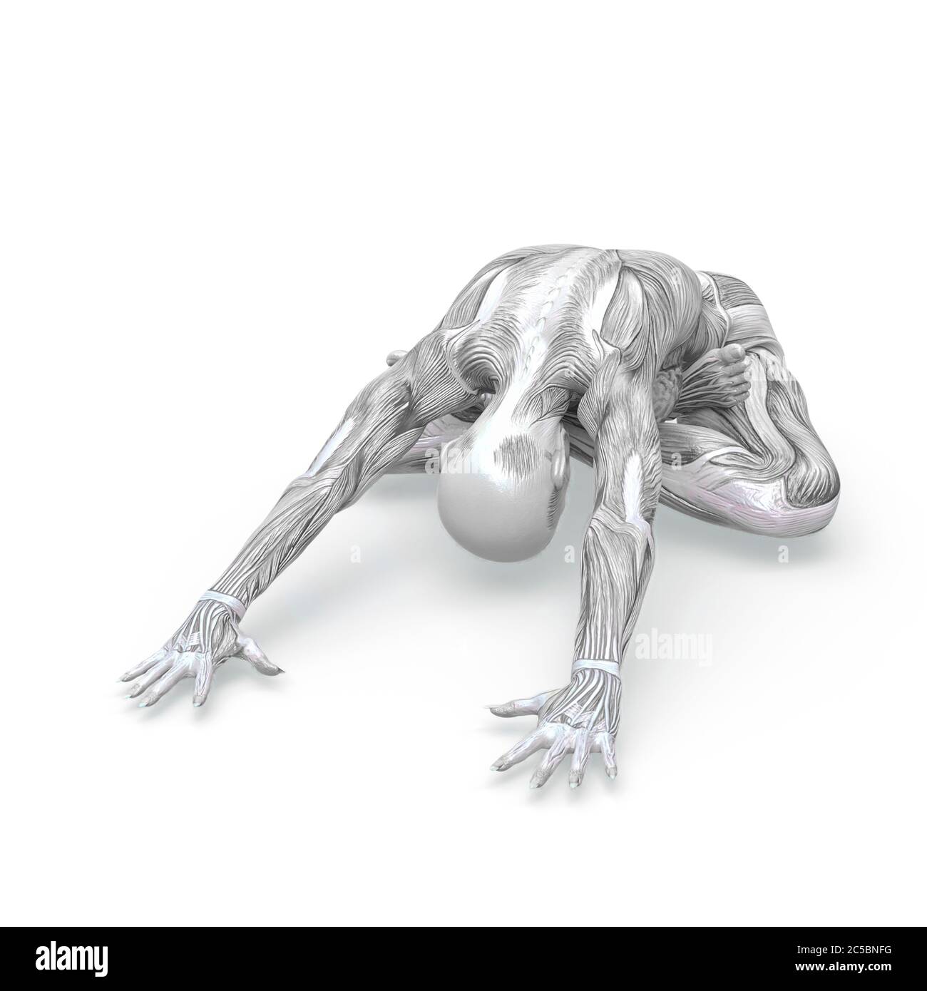 Muscles anatomy child hi-res stock photography and images - Alamy