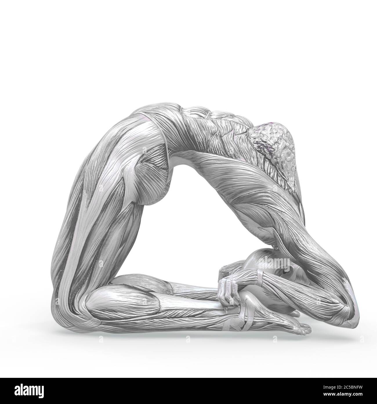Muscular system in female anatomy hi-res stock photography and images ...
