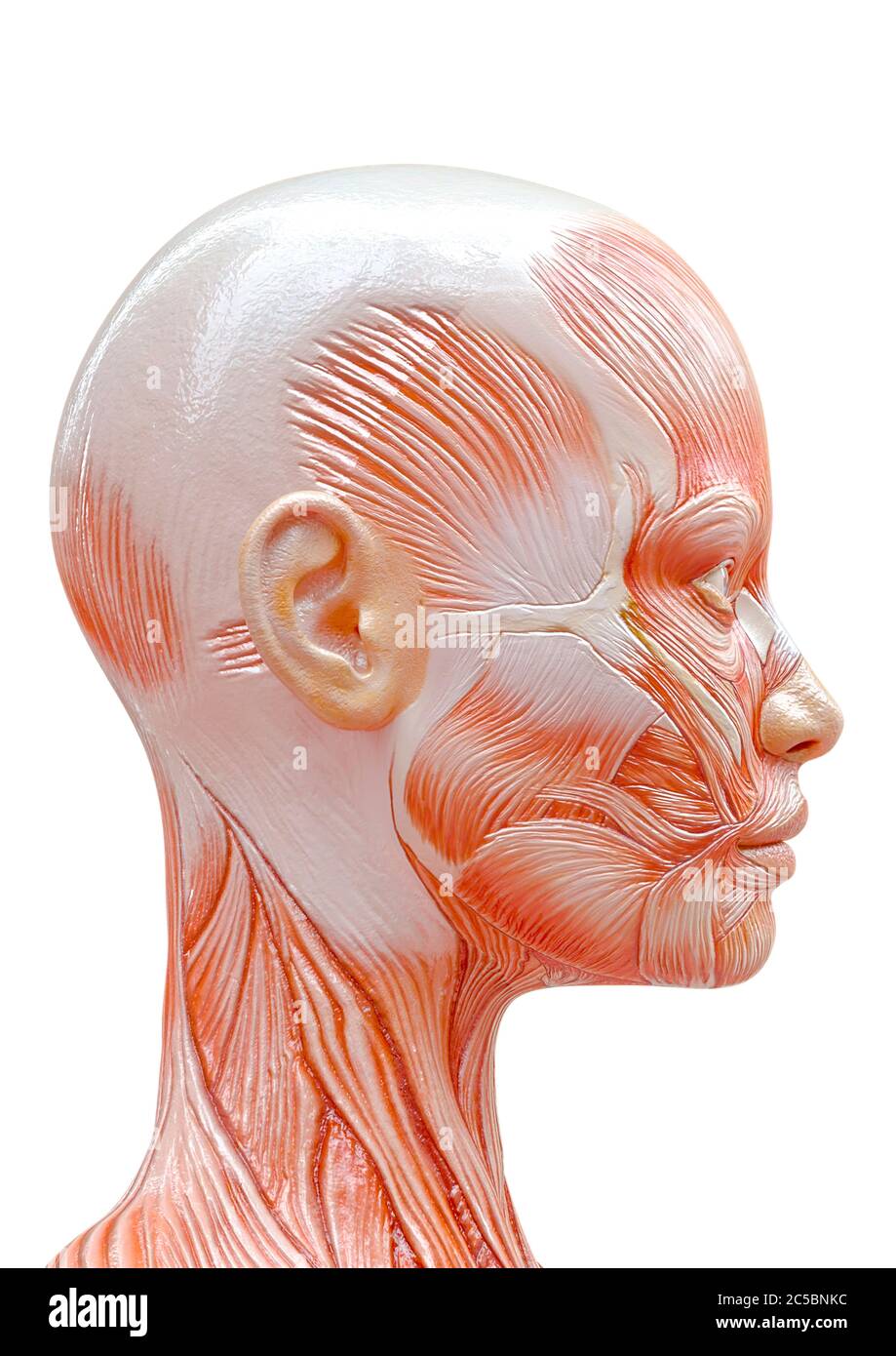 muscle woman id profile in white background side view, 3d illustration ...