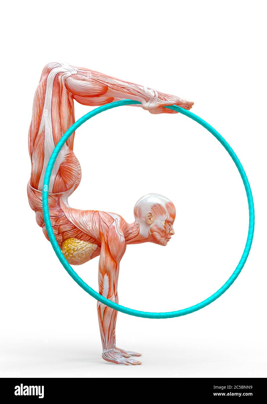 Side view female muscular anatomy hi-res stock photography and images ...
