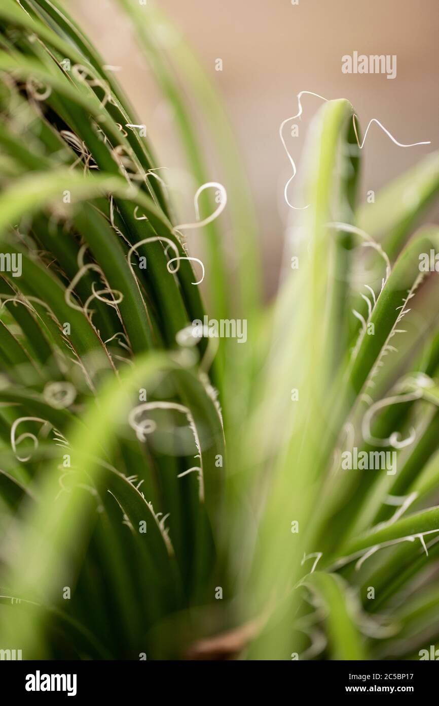 A macro photograph of curly threads growing on a twin flower agave ...