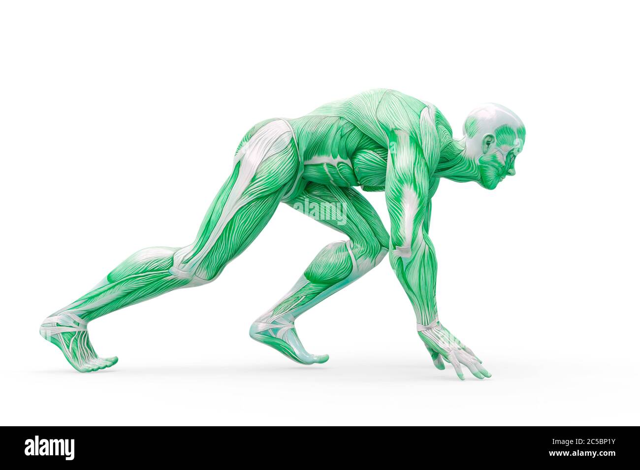 Human muscular system run hi-res stock photography and images - Alamy