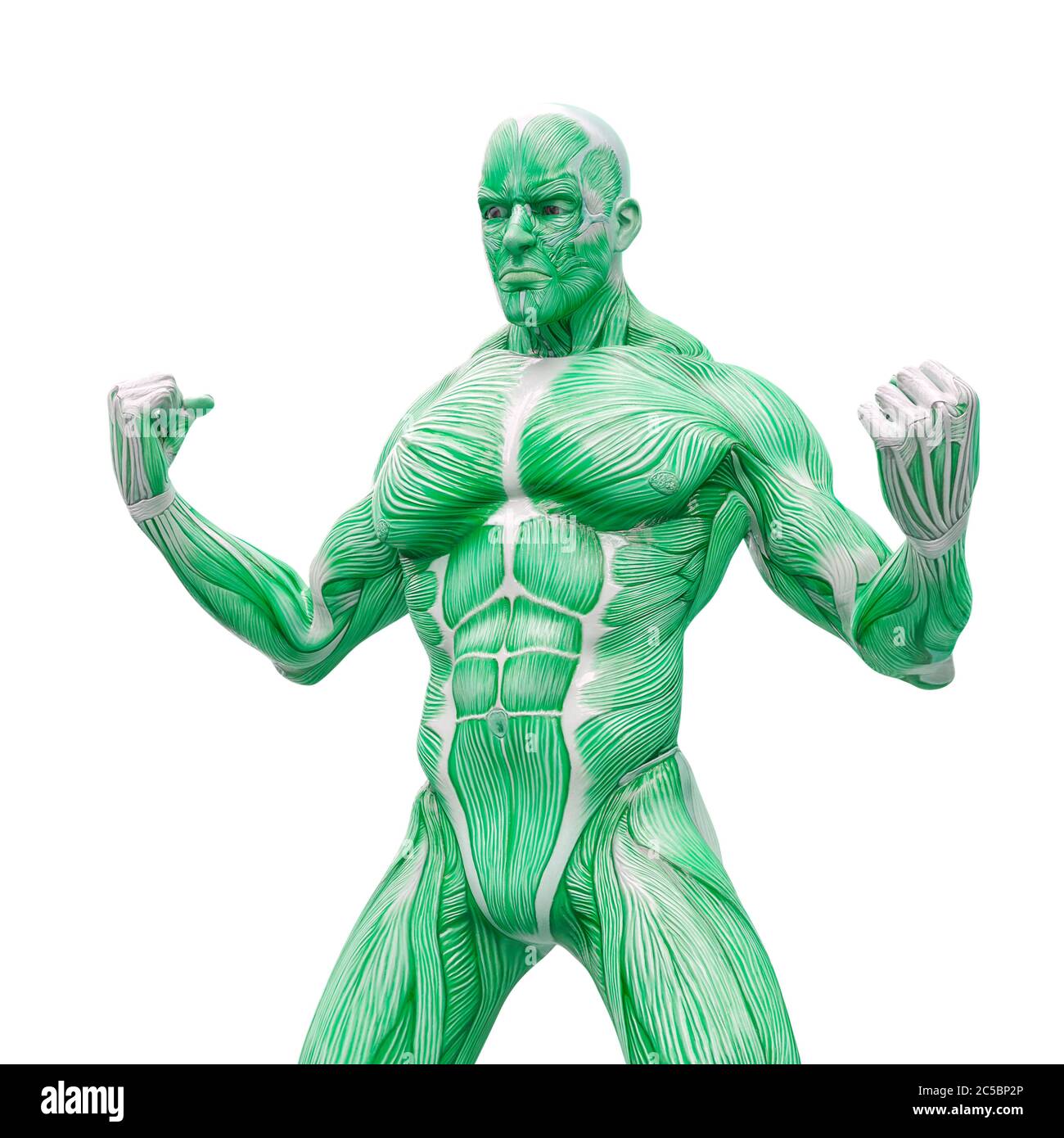 muscleman anatomy heroic body is angry in white background, 3d ...