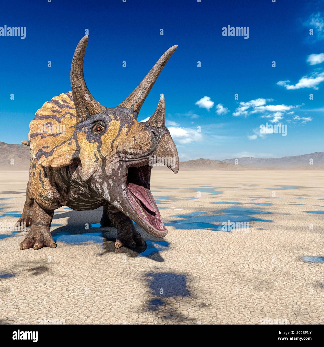 triceratops is angry on the desert after rain with space copy, 3d ...