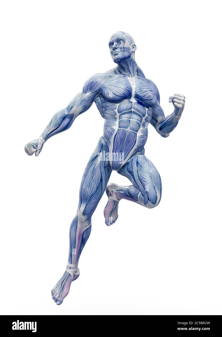 muscleman anatomy with a heroic body is floating in white background ...