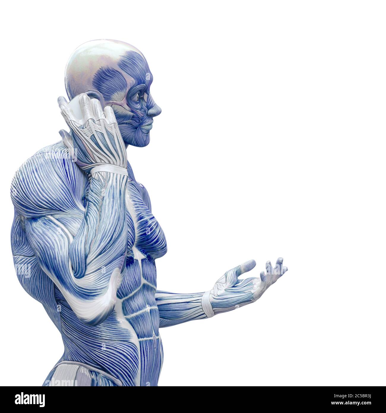 muscleman anatomy heroic body talking on cellphone in white background ...