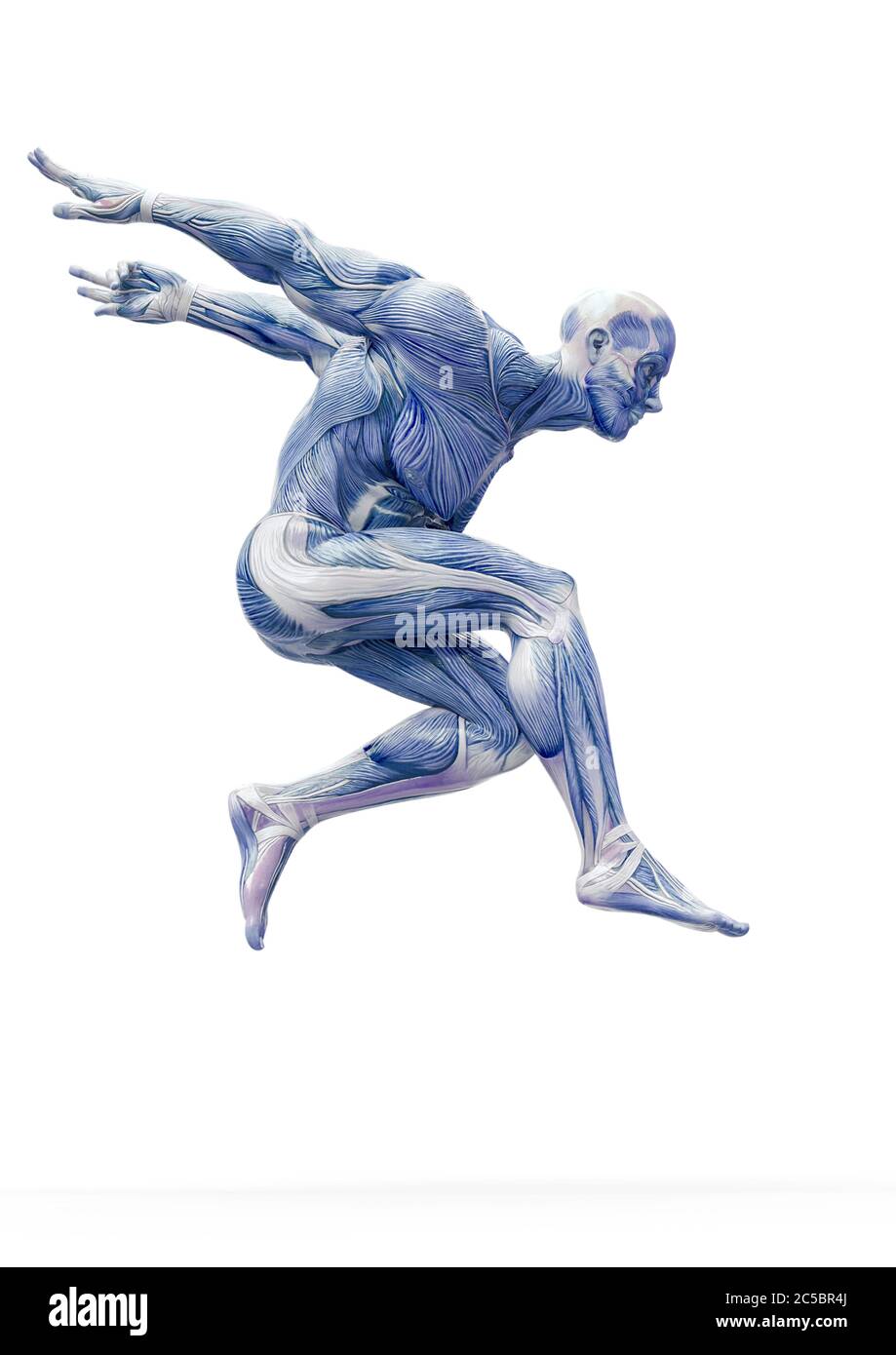 muscleman anatomy heroic body jumping in white background, 3d ...