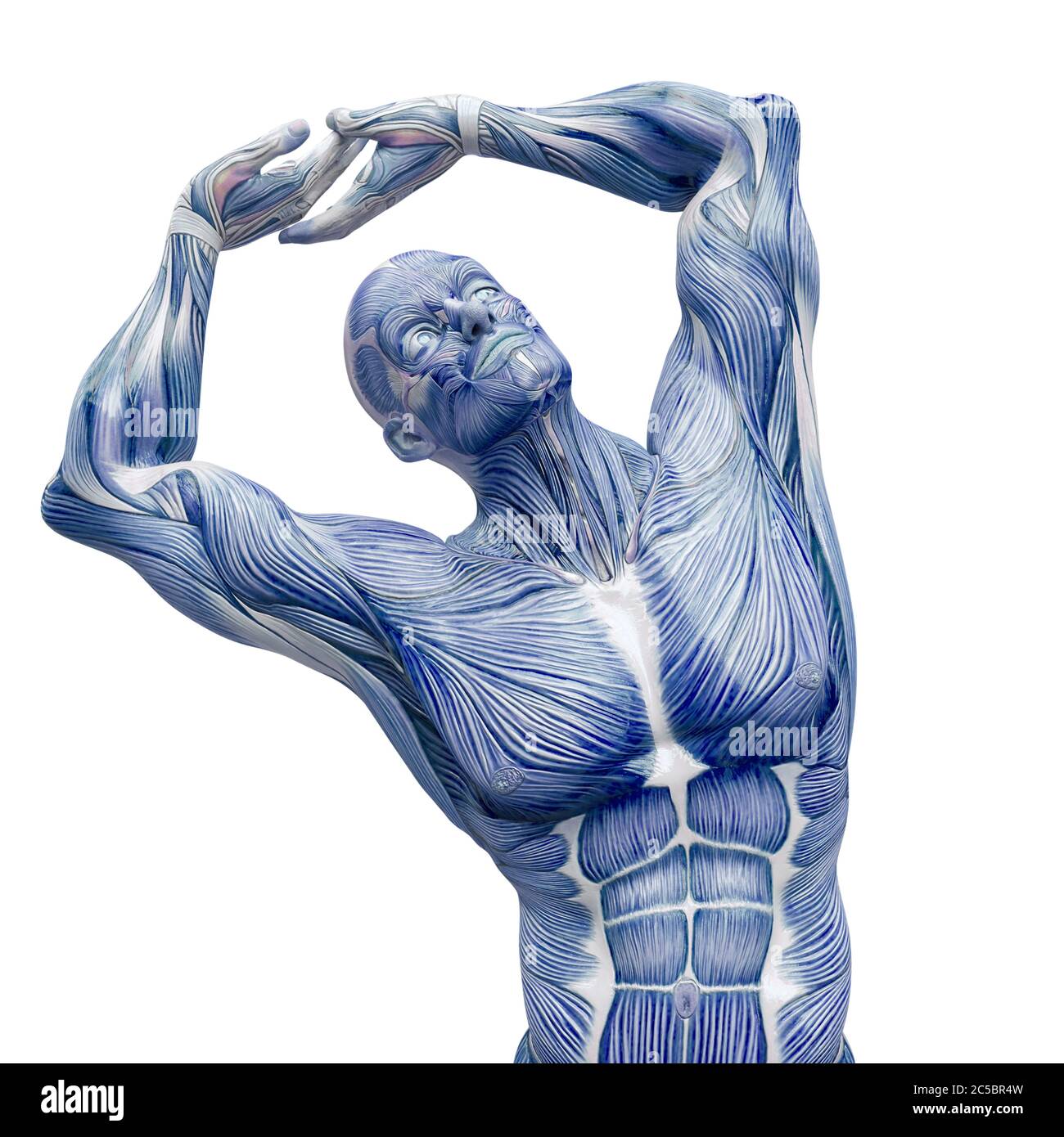 muscleman anatomy heroic body doing a stretch in white background, 3d ...