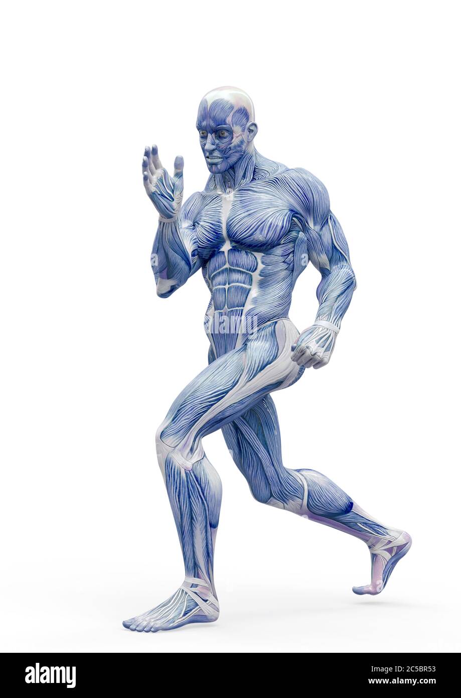 muscleman anatomy heroic body doing a fight pose one in white ...