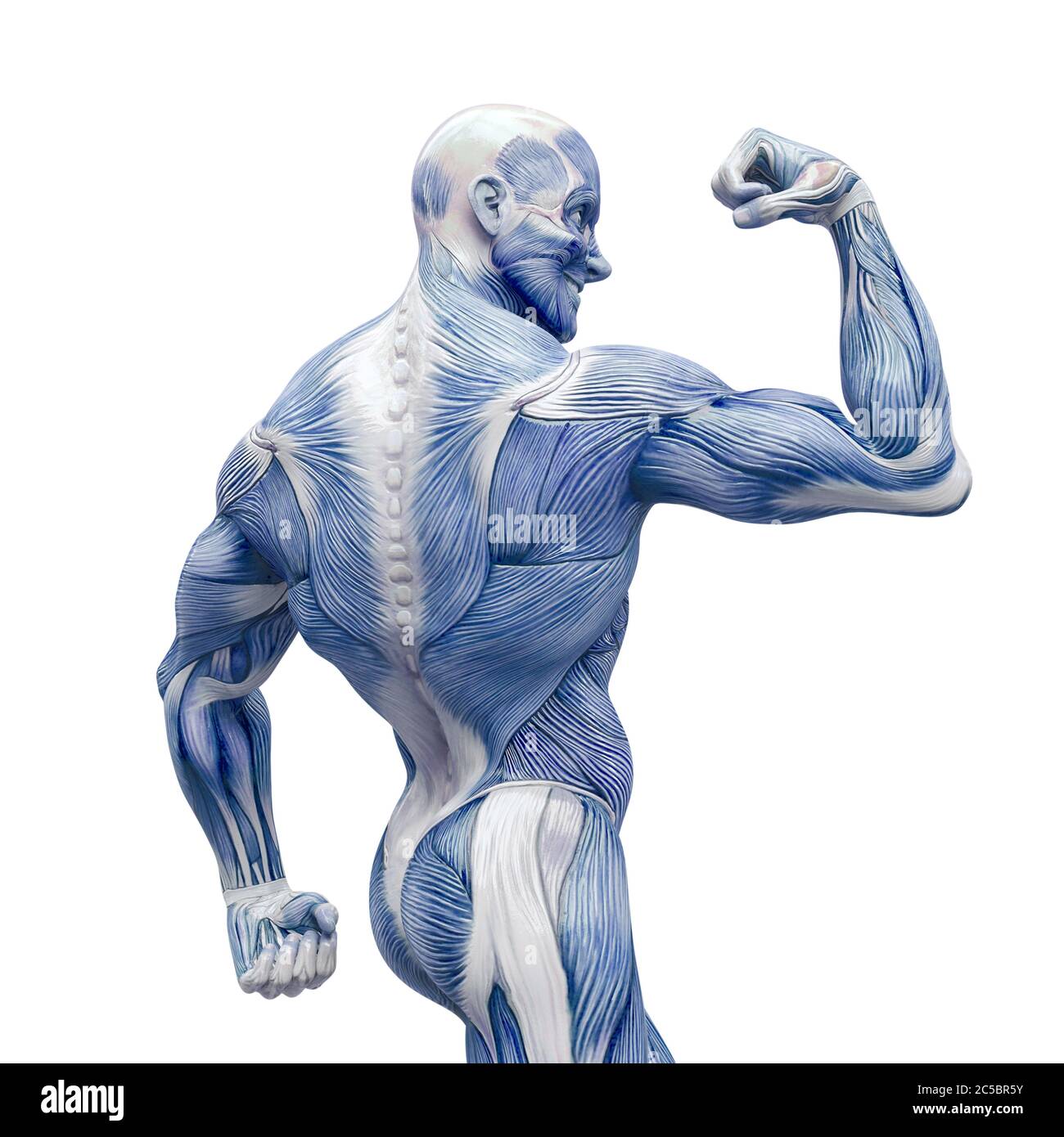 muscleman anatomy heroic body doing a bodybuilder pose twelve in white ...