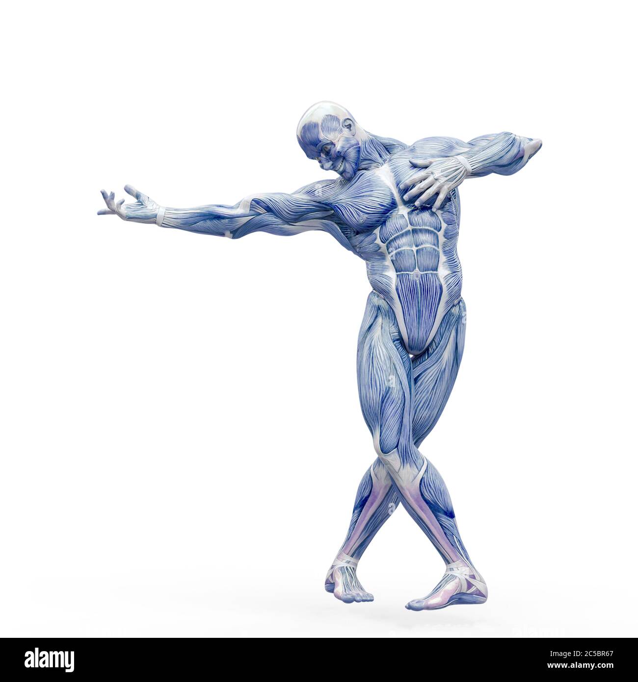 muscleman anatomy heroic body dancing pose one in white background ...