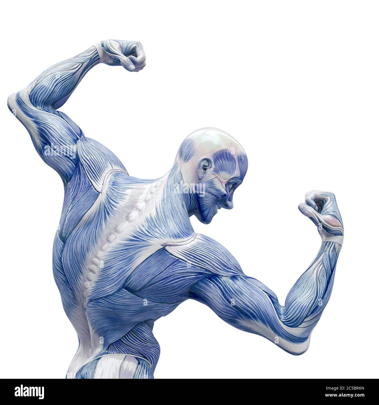 muscleman anatomy heroic body doing a bodybuilder pose two in white ...