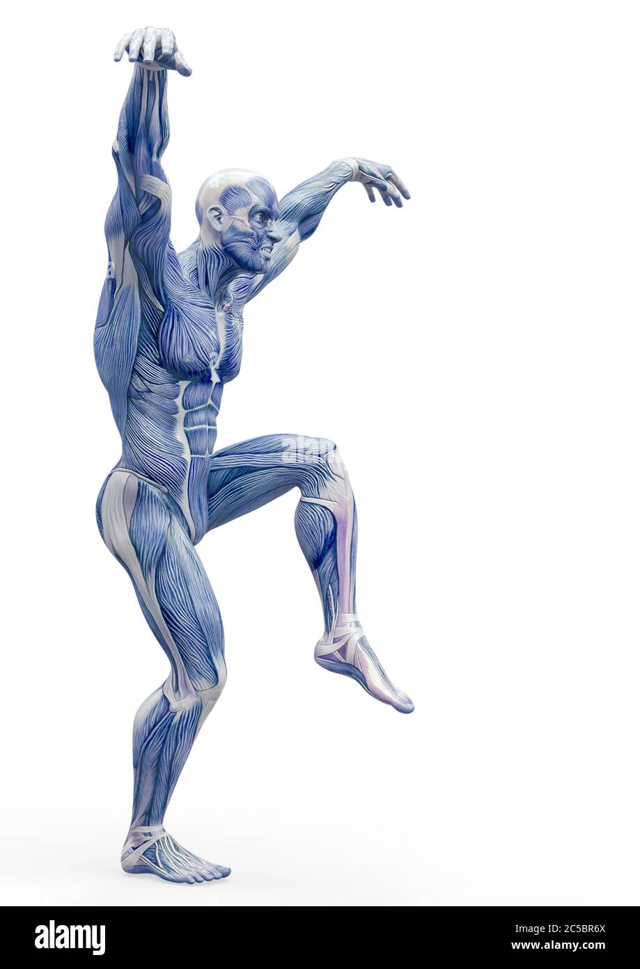 muscleman anatomy heroic body doing a karate pose in white background ...