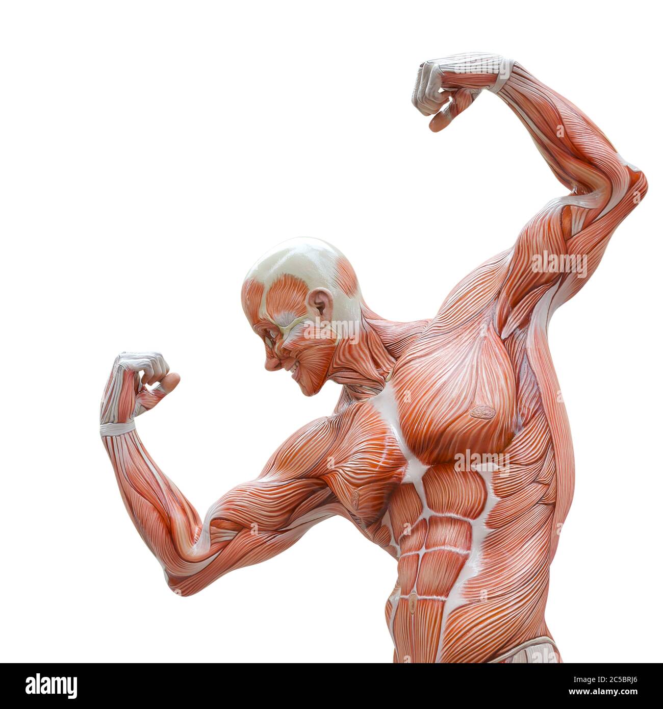 muscleman anatomy heroic body doing a bodybuilder pose two in white ...