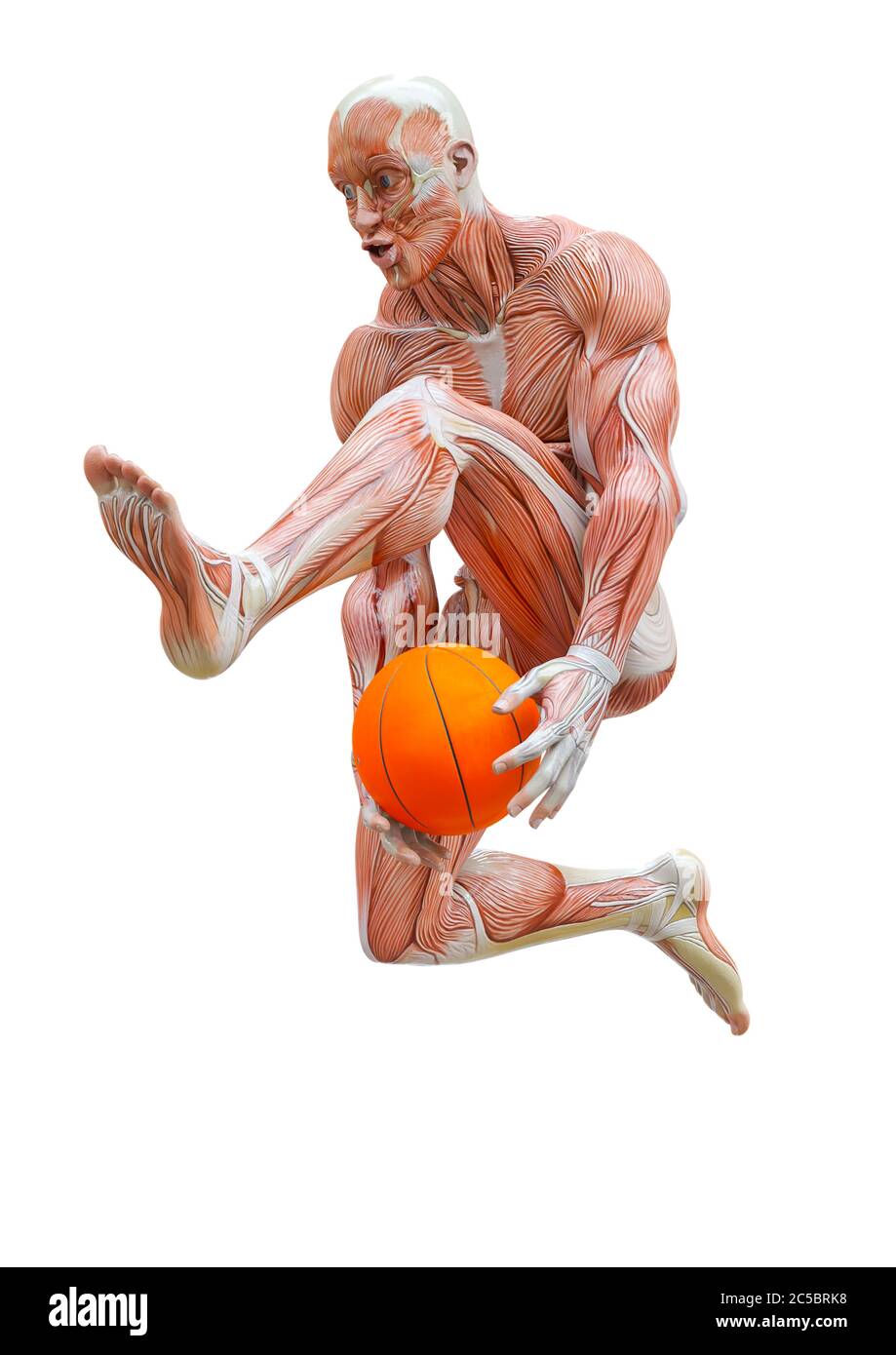 muscleman anatomy heroic body jumping on basketball in white background ...