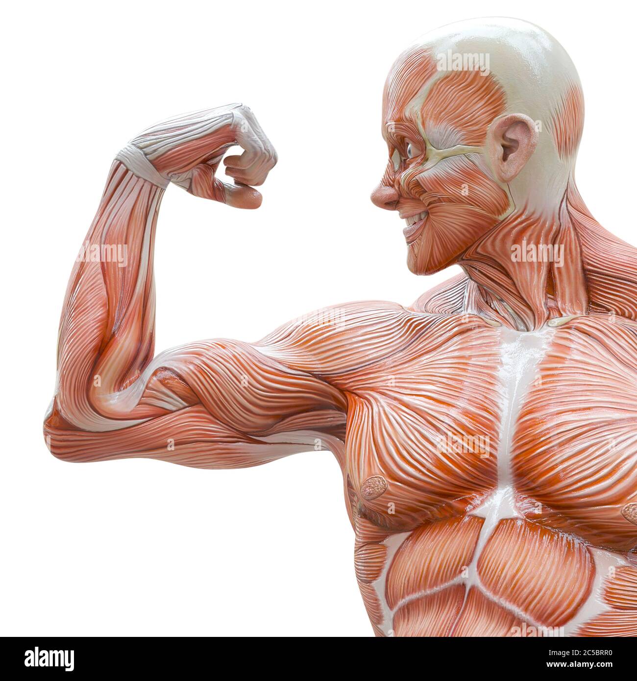 muscleman anatomy heroic body doing a bodybuilder pose twelve in white ...