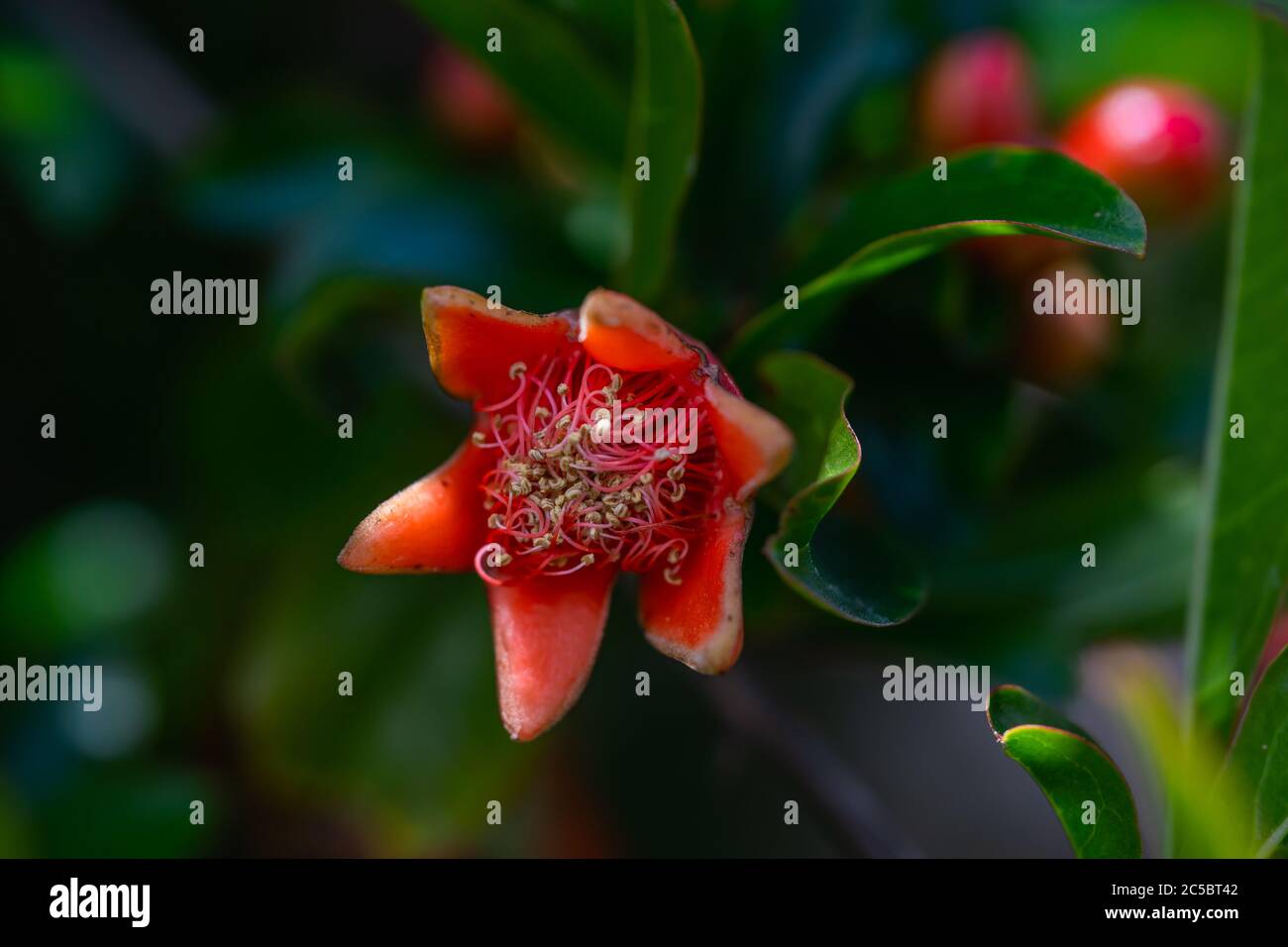 Pomegranate bloom hi-res stock photography and images - Alamy