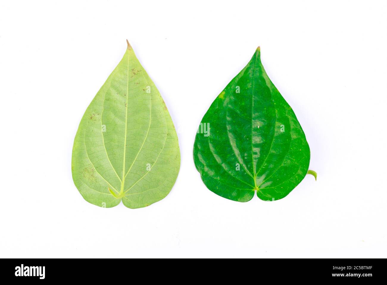 Bengali nature Cut Out Stock Images & Pictures - Alamy