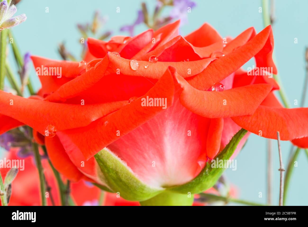 Beautiful red hybrid tea rose in the garden Stock Photo - Alamy