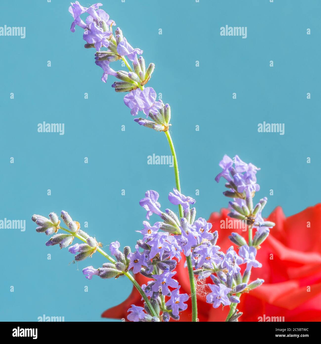 Blossom symbol hi-res stock photography and images - Alamy