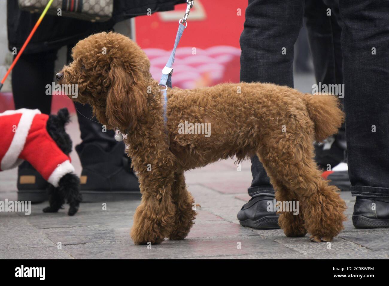 Medium Poodle be led in street Stock Photo - Alamy