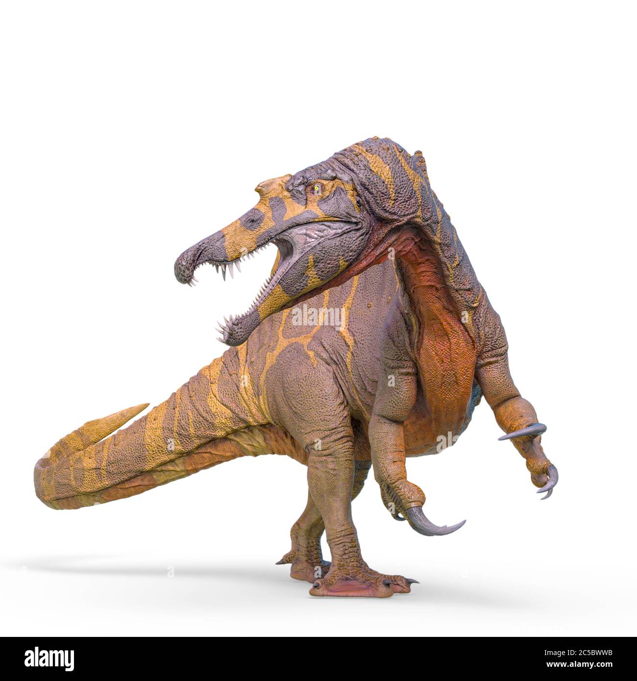 spinosaurus is looking back in white background, 3d illustration Stock ...