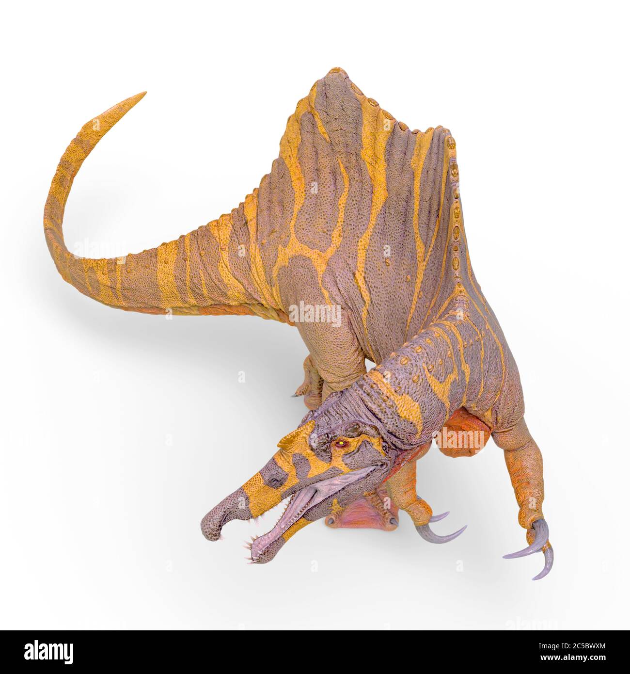 spinosaurus top view in white background, 3d illustration Stock Photo ...