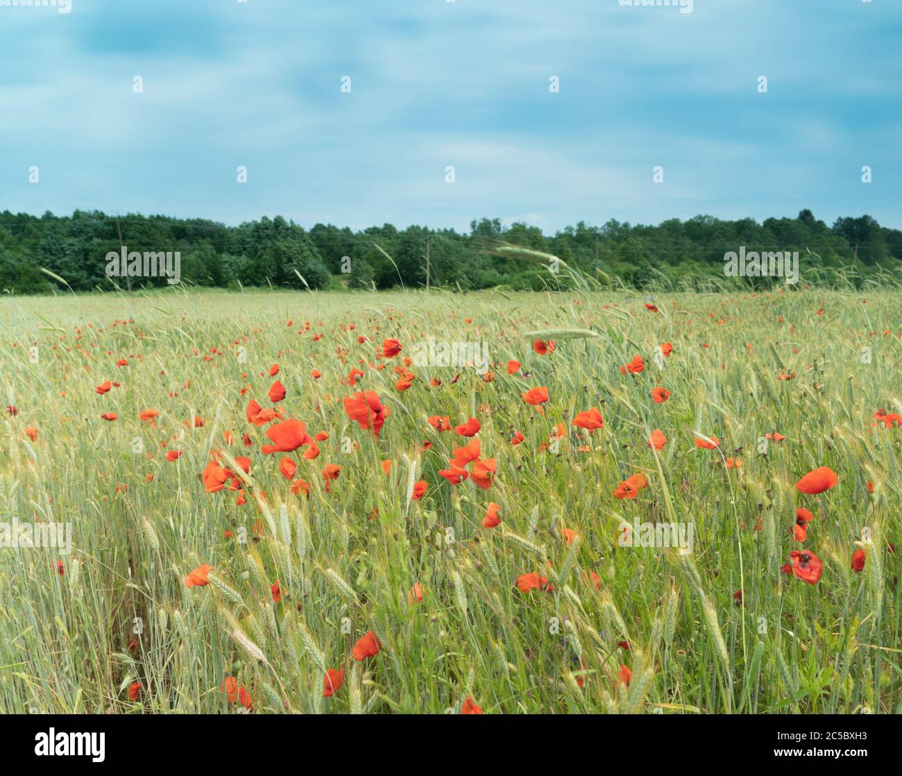 Poppy farming hi-res stock photography and images - Alamy