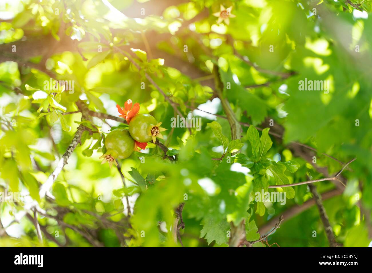 Pom fruit hi-res stock photography and images - Alamy