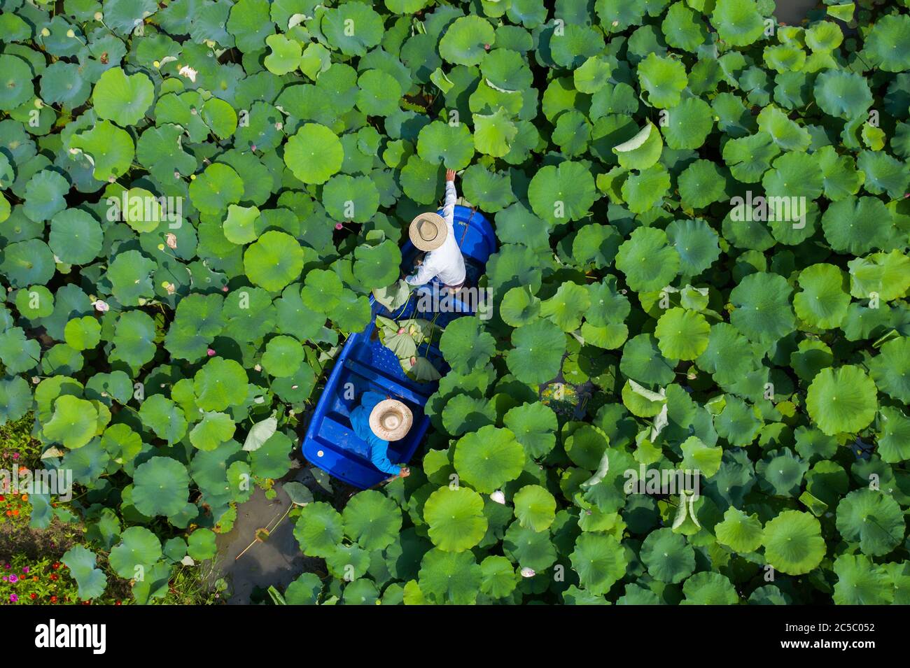 Picking lotus flowers hi-res stock photography and images - Alamy