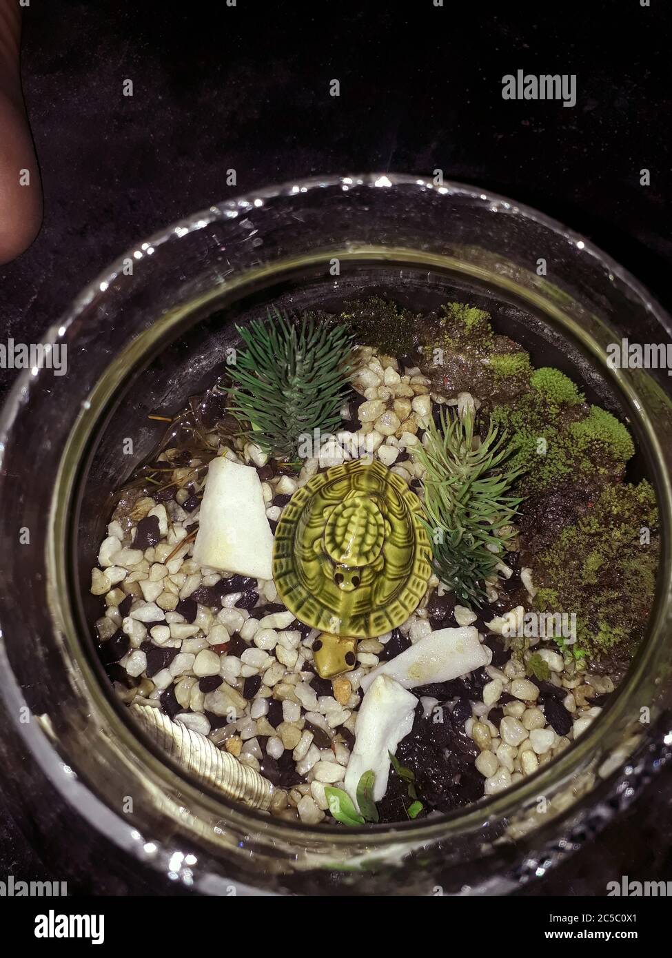 tortoise and beauty enhancing stone with tree in a Pot.Composition of ...
