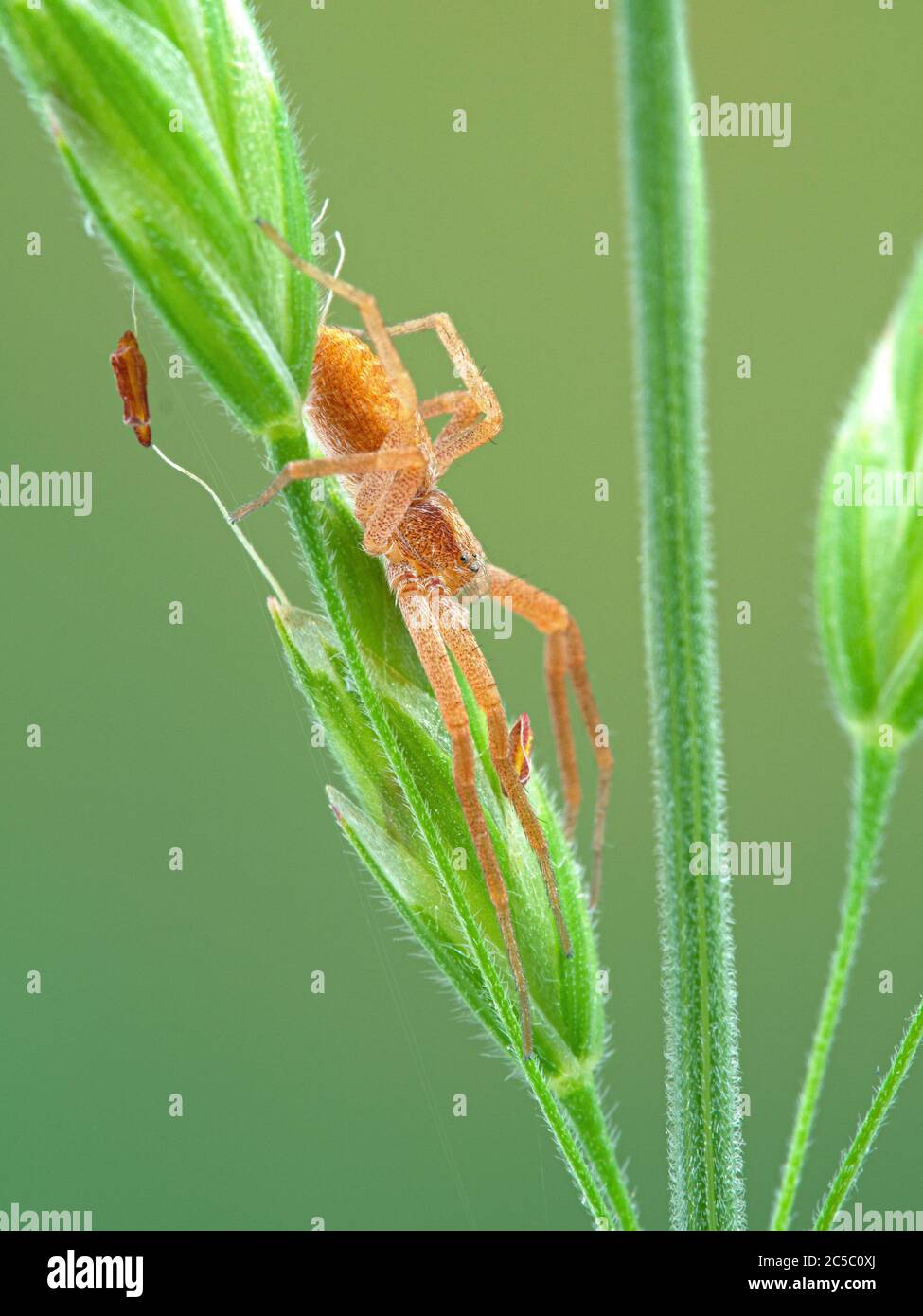 pretty crab spider (Philodromus rufus) resting on the seeds of a clump ...