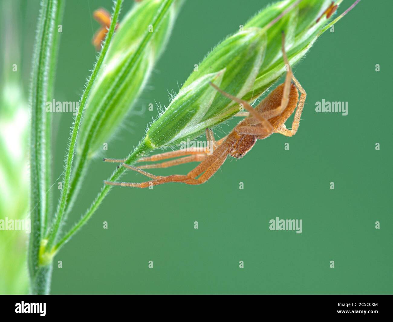 Spider web clump hi-res stock photography and images - Alamy